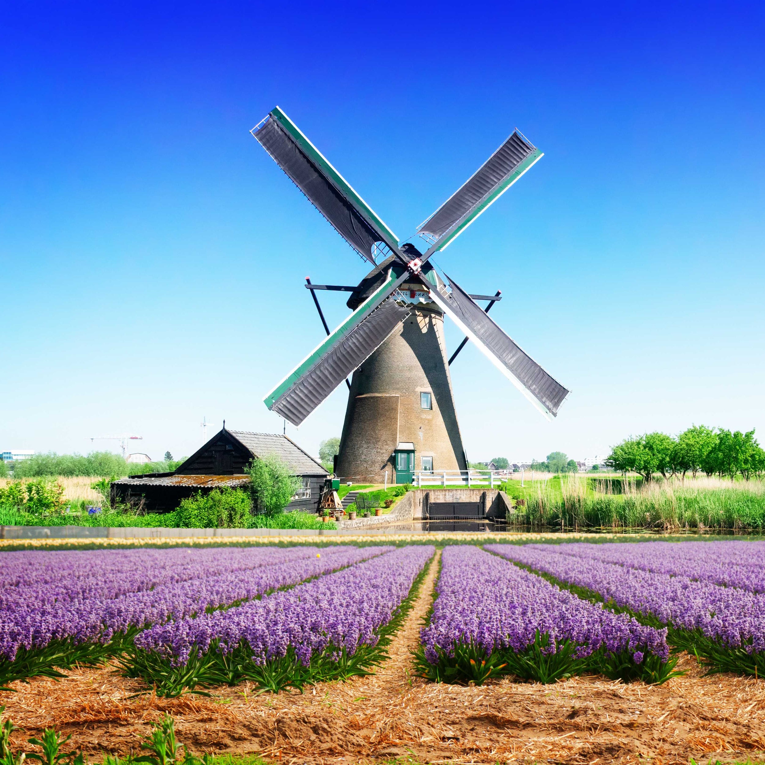 B&KM Farms - Garden Seeds - Gourmet Honey