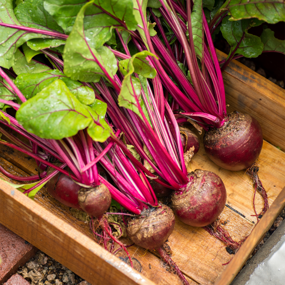 Beet Detroit Dark Red – B&KM Farms